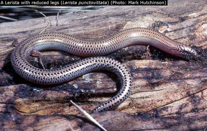 British-israel.us -- The Messiah Will Bruise the Serpent's Head, But ...